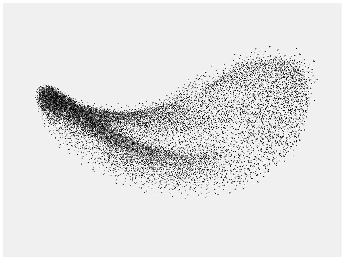 Tim Robertson - The Language Of Birds – Edition Prints | Art Store ...